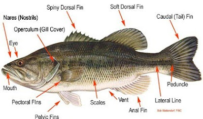 Barramundi Anatomy