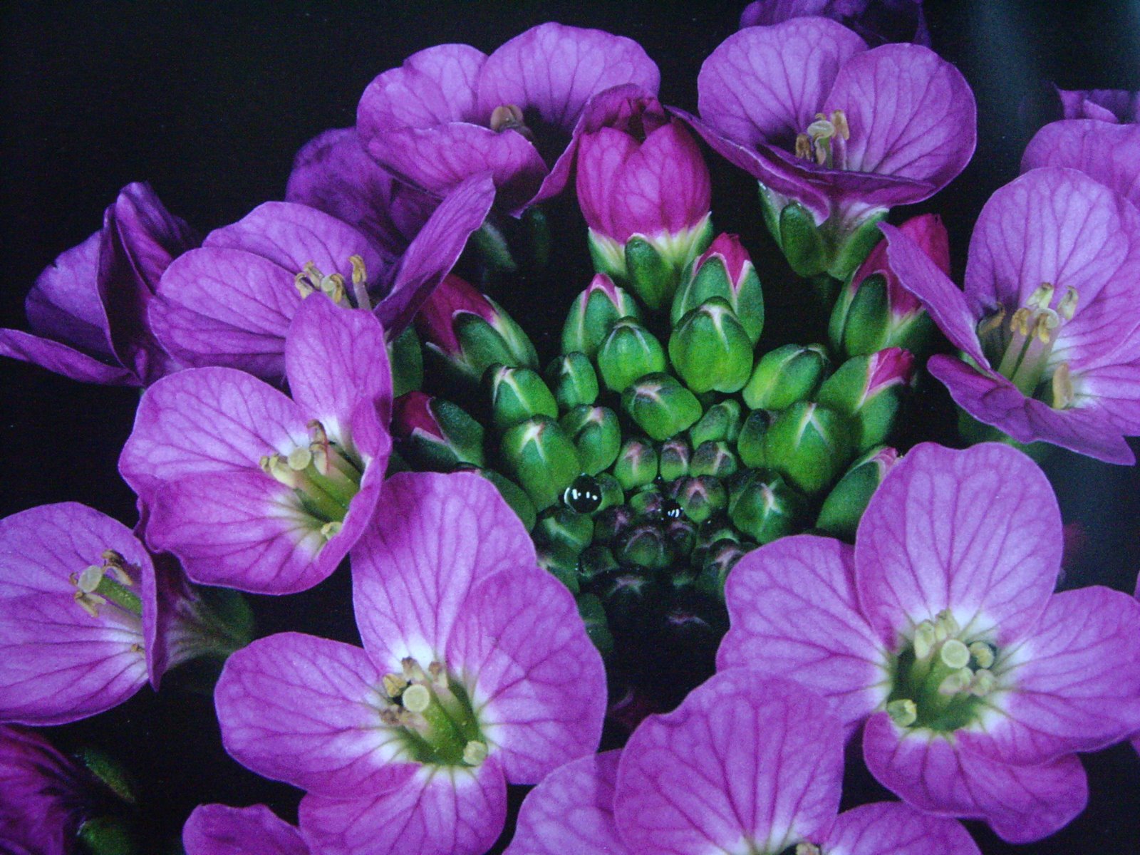 Little girl's World Flowers: Cardamine raphanifolia