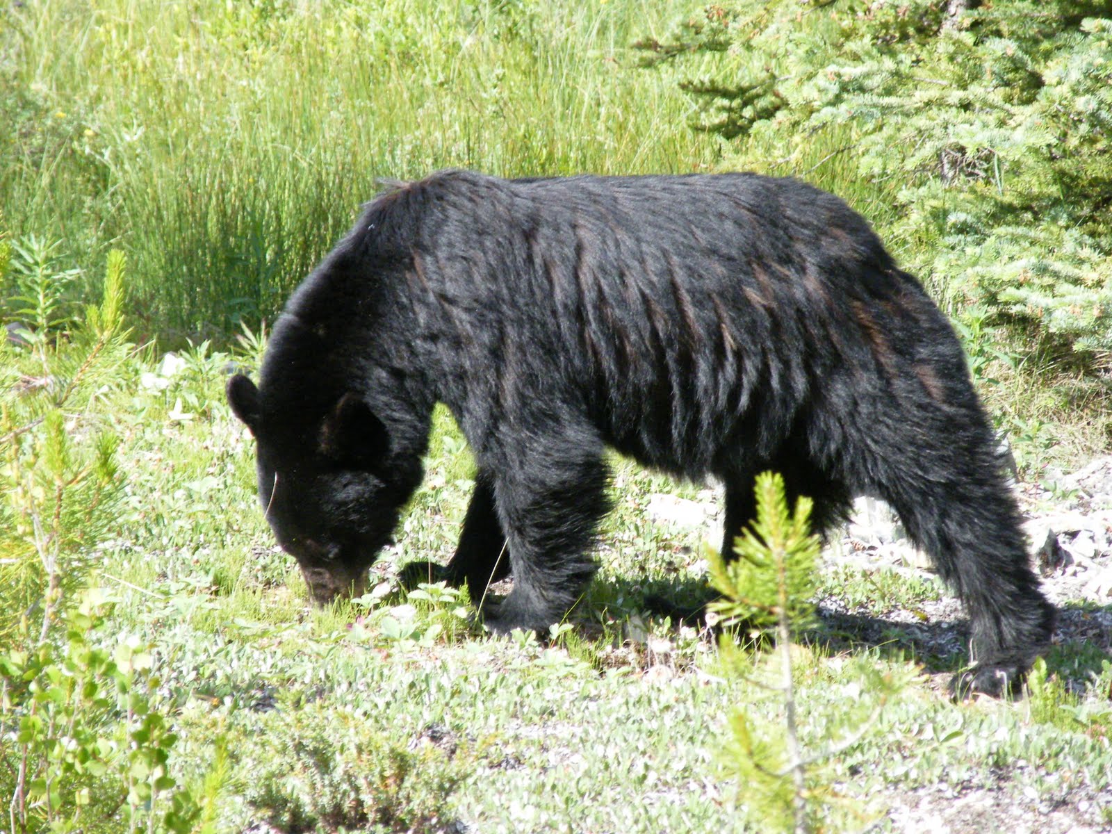 viajecitos: CANADA-PARQUES NATURALES
