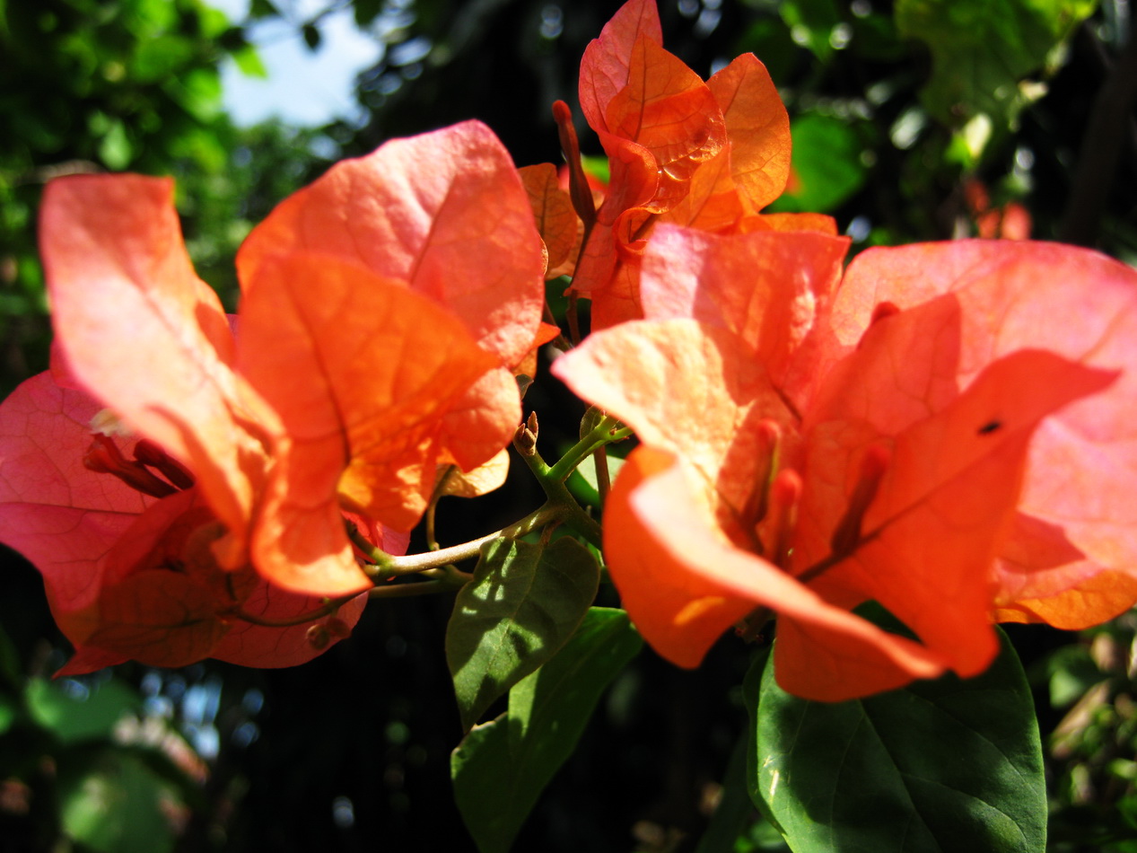 Bougainvillea (Paper Flowers)