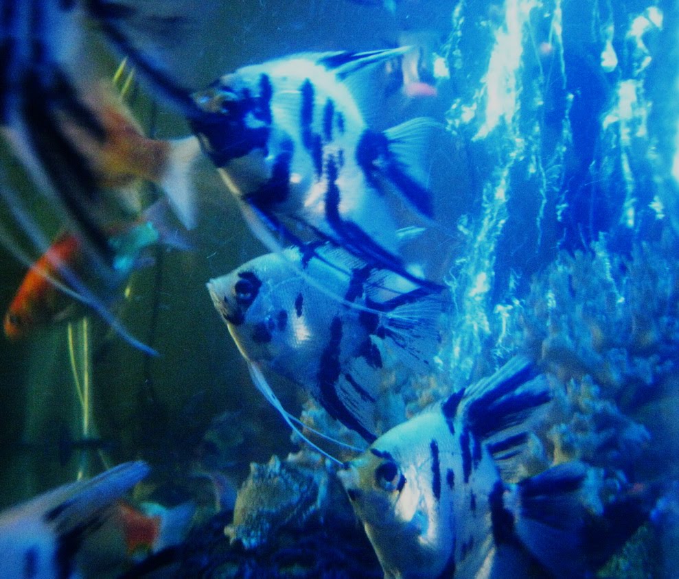 Black Marble Angle Fish