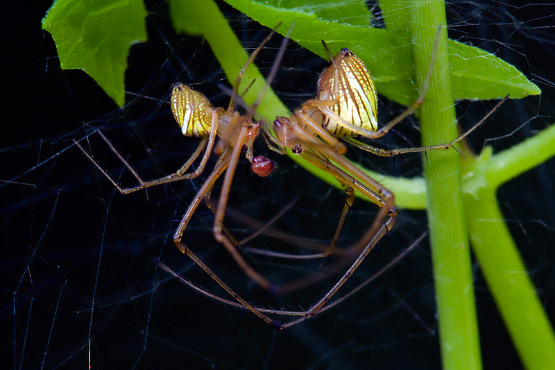 Nature Photography - Singapore Spiders: Spiders Kissing!