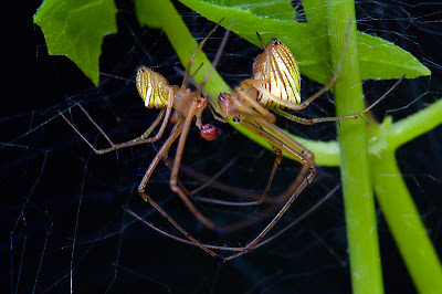 Nature Photography - Singapore Spiders: Spiders Kissing!