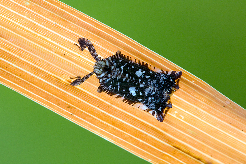 Nature Photography - Other Bugs & Insects: Unusual Insect - ID required!