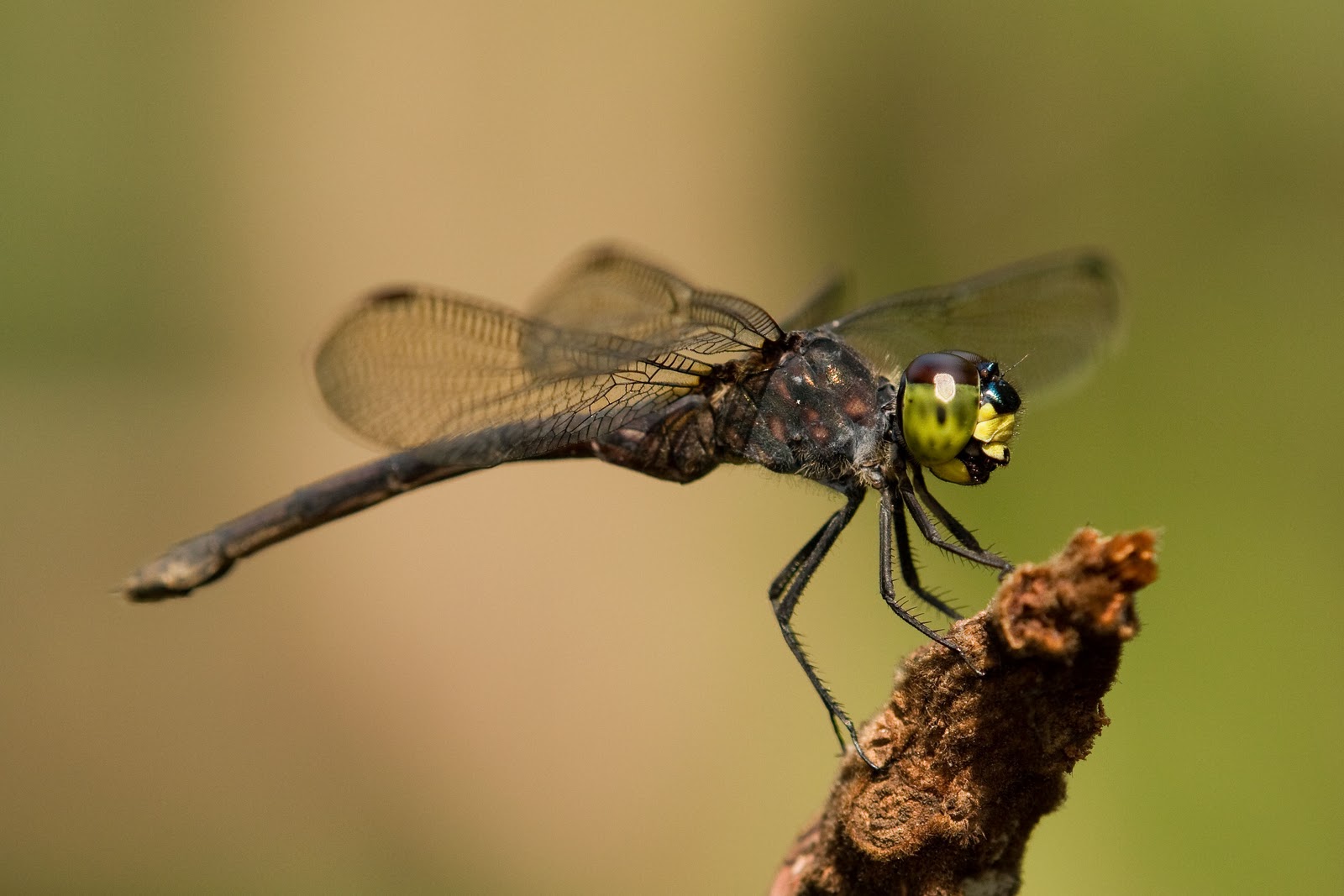Nature Photography - Singapore Odonata: Dragonfly (15) - Unidentified ...