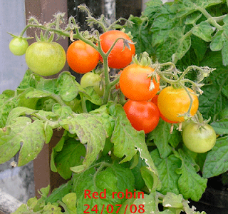 Oh lala les tomates !: RED ROBIN