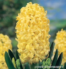 Boramy's Blog: Meanings Of Flowers (H)