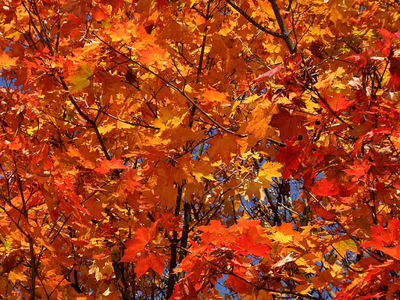 In Terms of Colour...: The natural Colour Orange