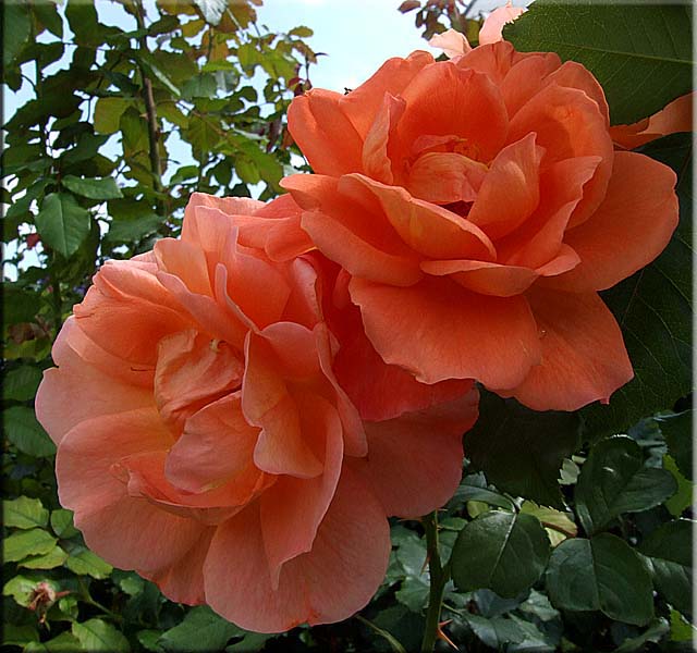 In Terms of Colour...: The natural Colour Orange