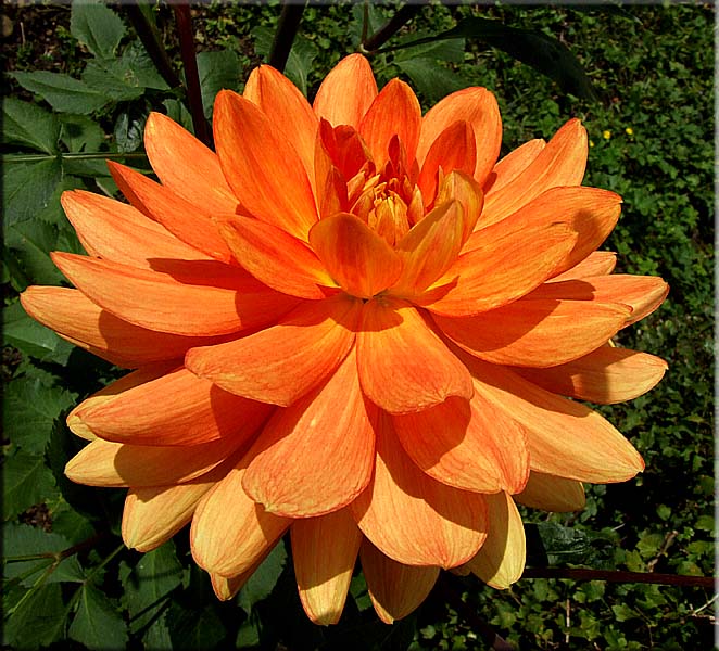 In Terms of Colour...: The natural Colour Orange
