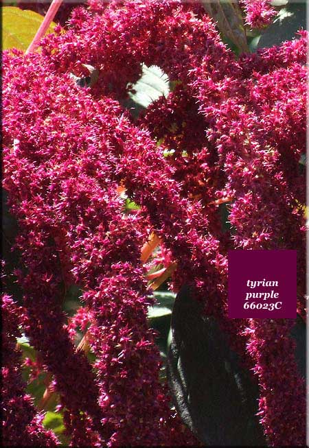 In Terms of Colour...: Nature's Purple Feast - Blooms and Blossoms