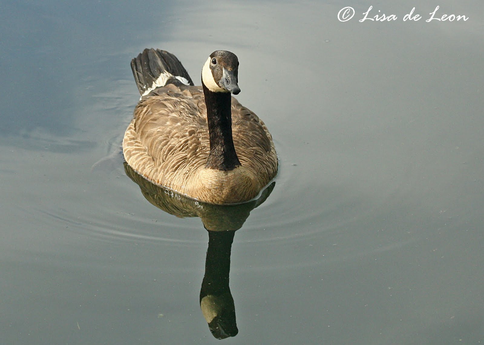 Birding with Lisa de Leon: Lesser Canada Goose