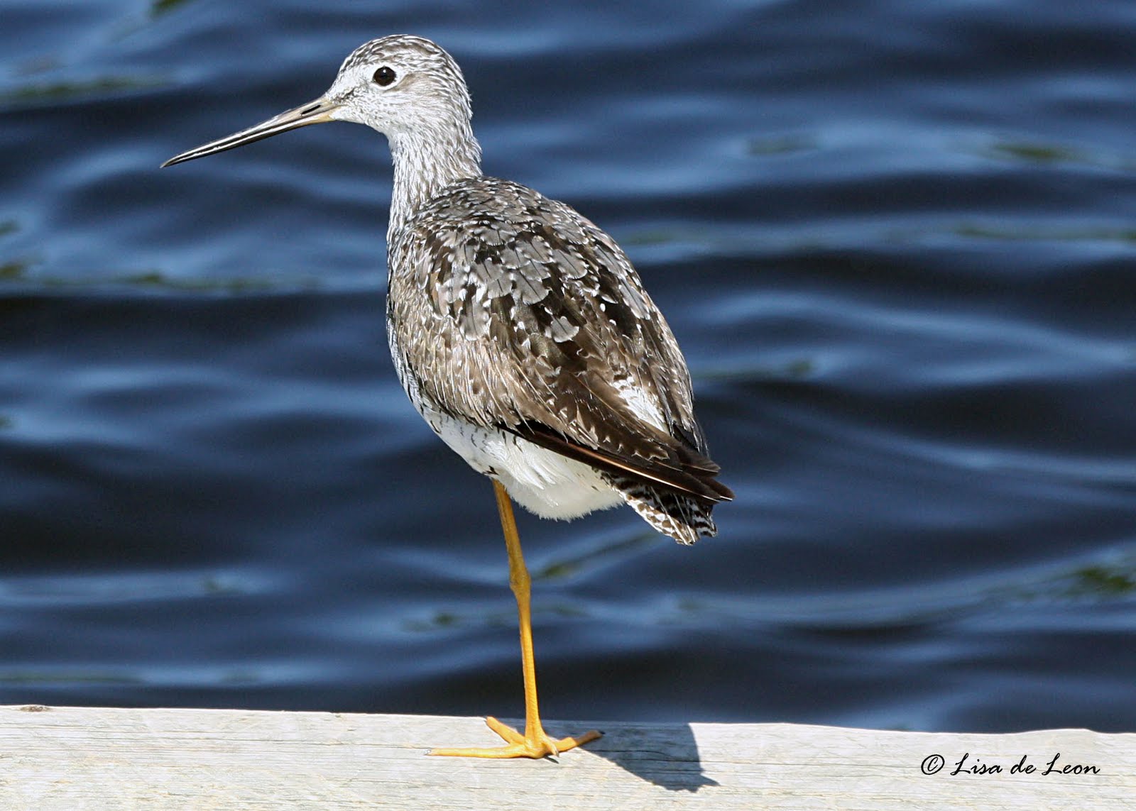 Greater Yellowlegs - Various Bird Species
