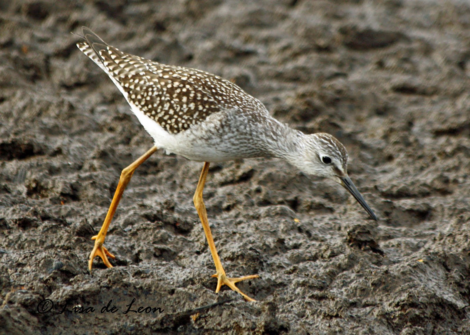 Greater Yellowlegs - Various Bird Species