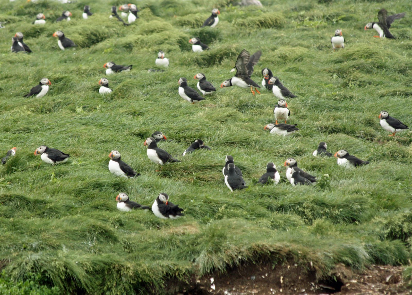 Birding with Lisa de Leon: Sea bird breeding along the coast of ...
