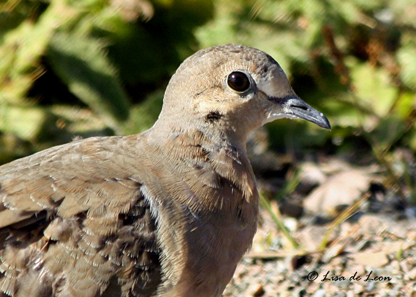 Birding with Lisa de Leon: Mourning Dove