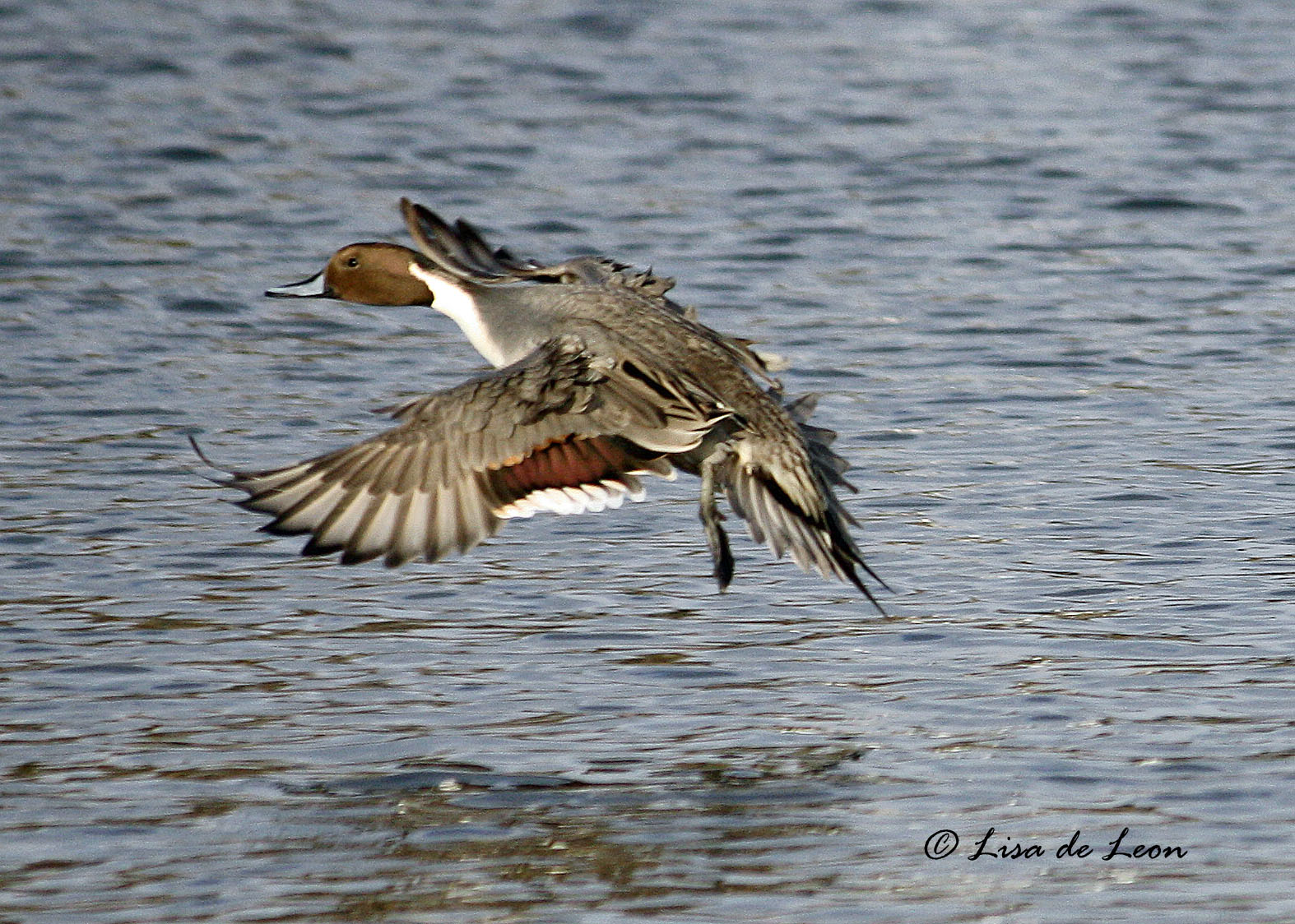 Birding with Lisa de Leon: Northern Pintail