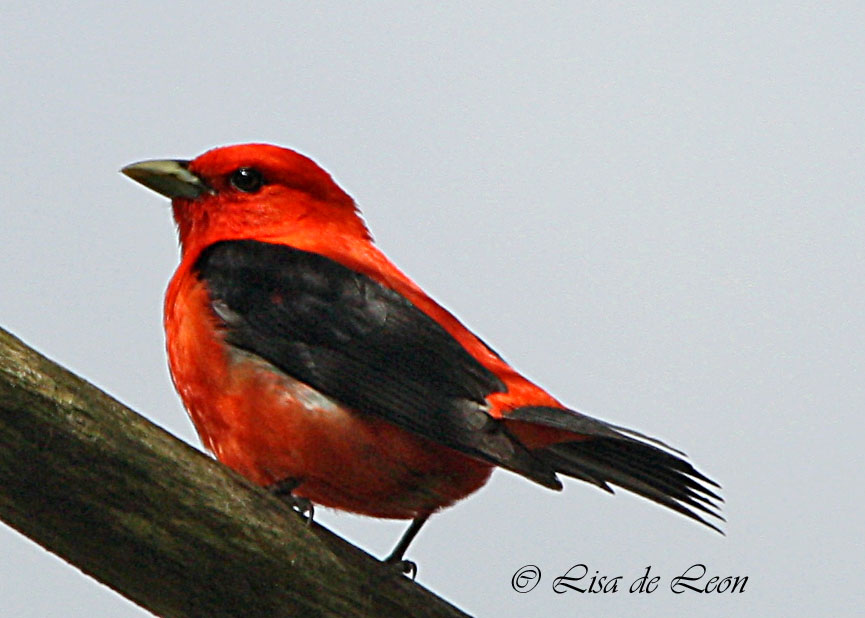 Birding with Lisa de Leon: Bird Watching in Newfoundland
