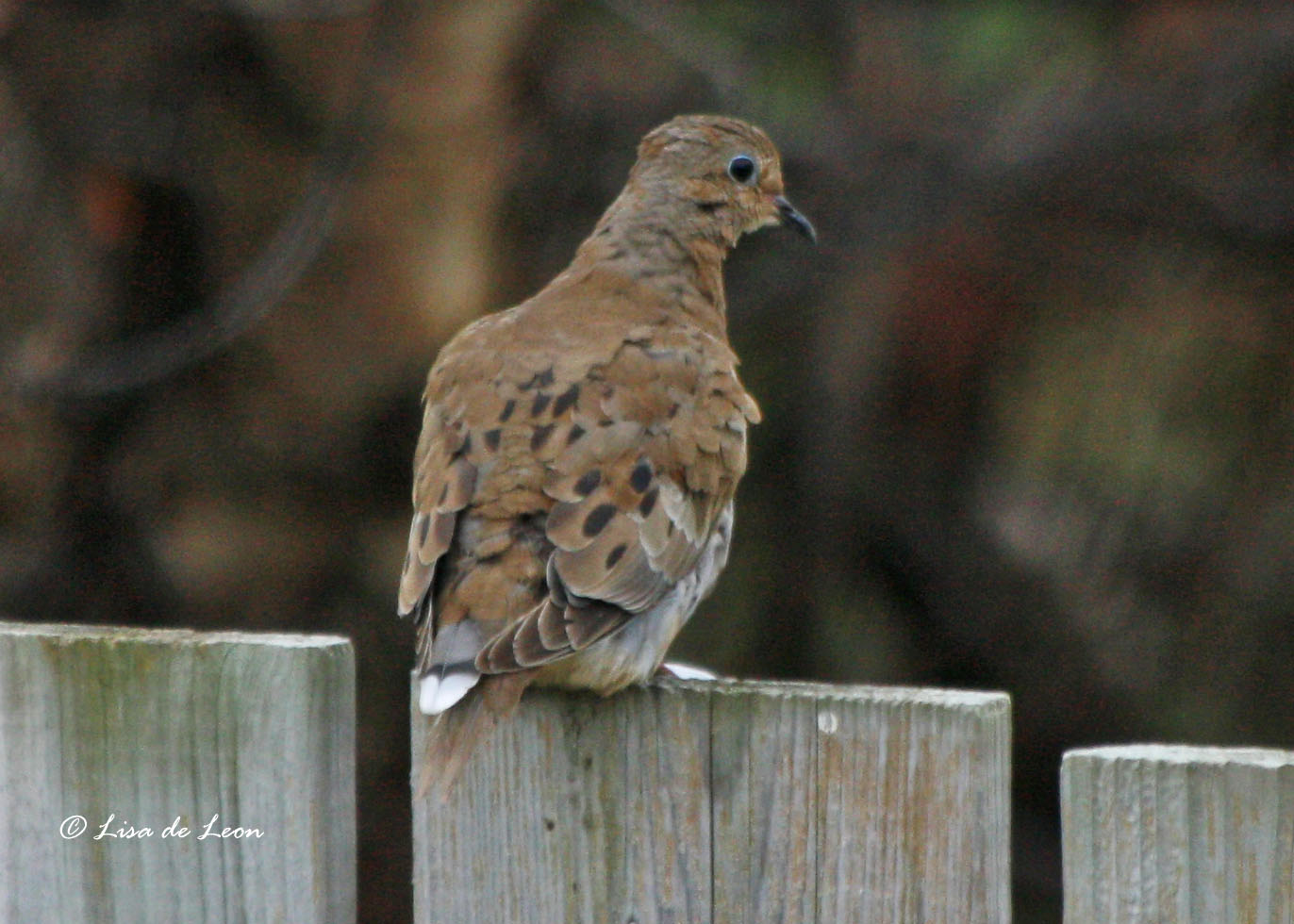 Birding with Lisa de Leon: Tattered Mourning Dove