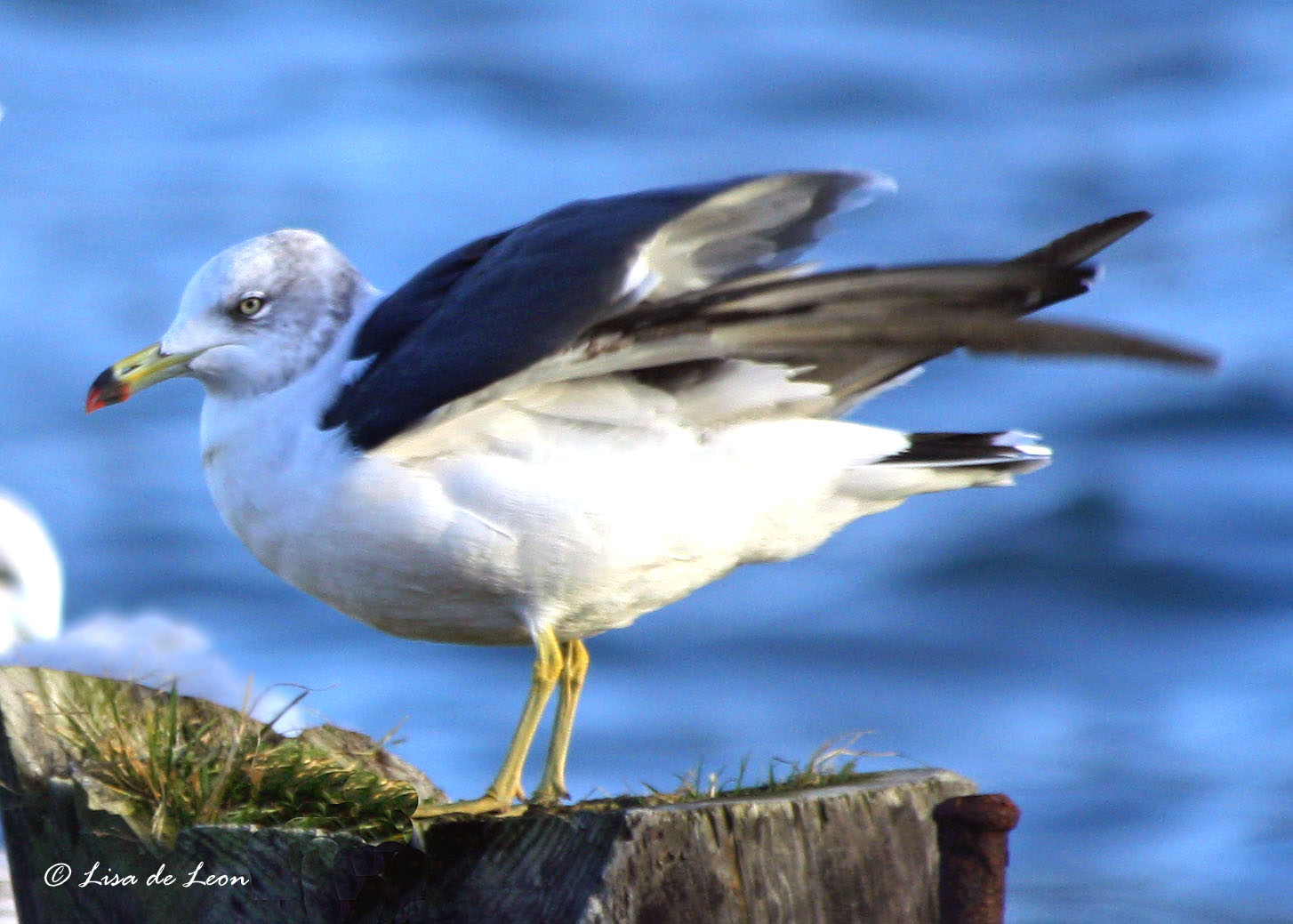 Birding with Lisa de Leon: Black-tailed Gull
