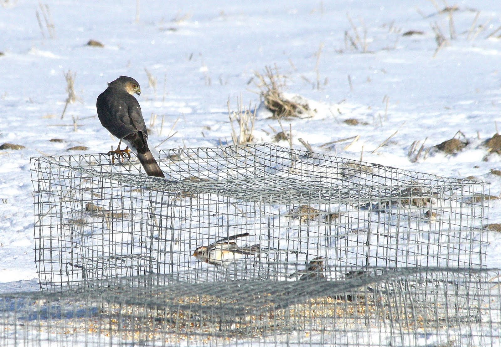 Lapland Longspur in banding cage captured by Sharp-shinned Hawk ...