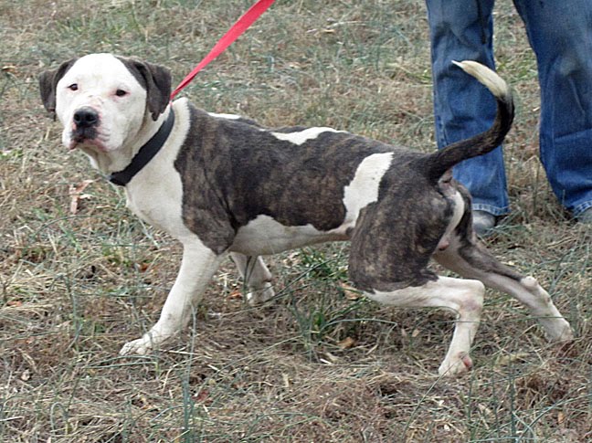 Rhodesian ridgeback boxer mix white brindle / black brindle cairn ...