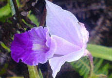 Sundara Lanka Matha -----: Sri Lanka Flower - Orchid (Udawediya)