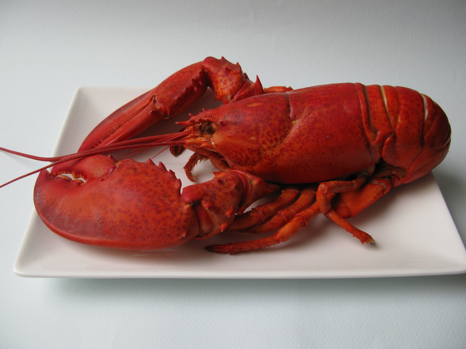 Au gré du marché: Homard top modèle et sa guedille