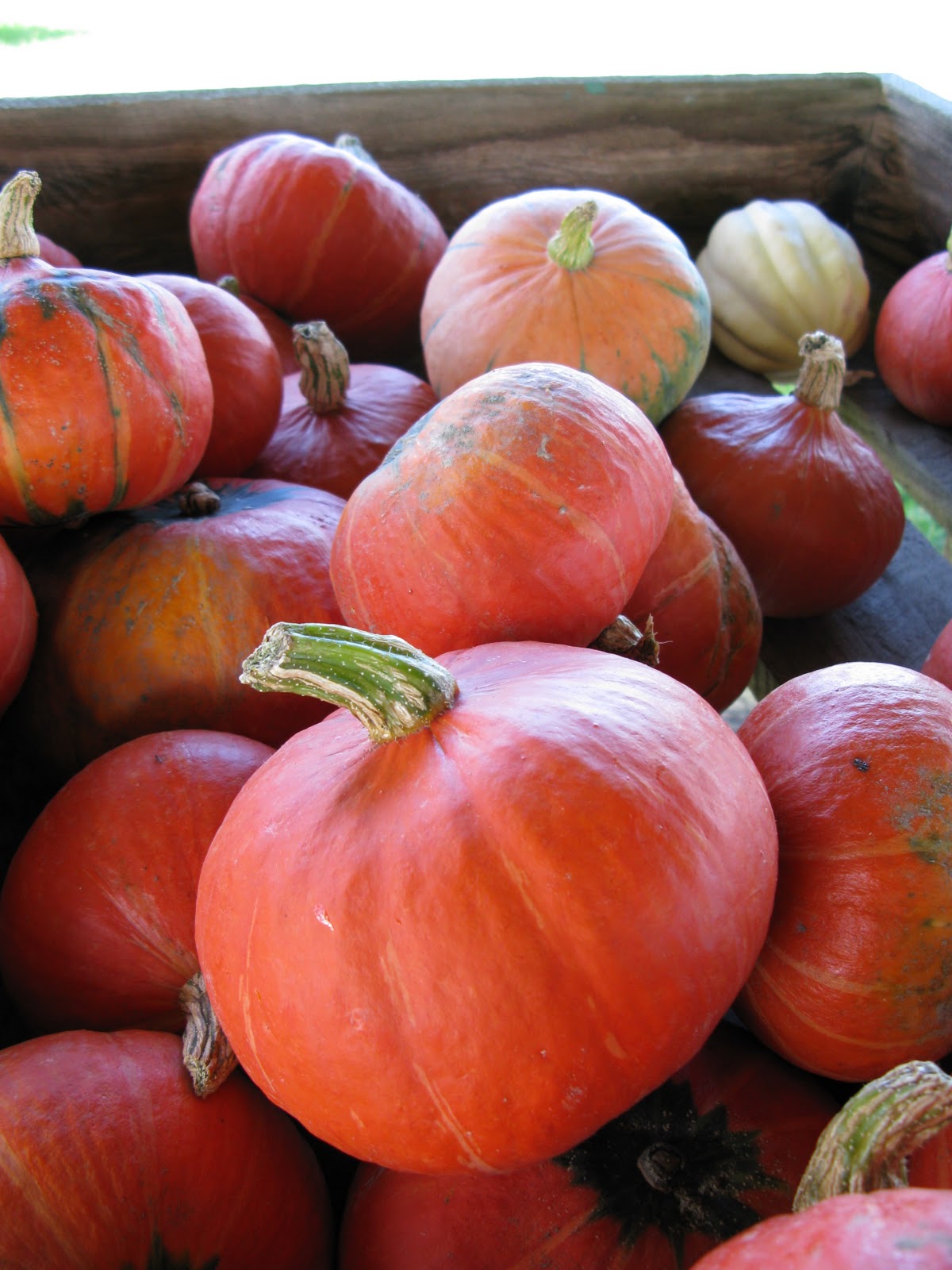 Au gré du marché: Potage de Potimarron (Ambercup), à la sauge et au romarin