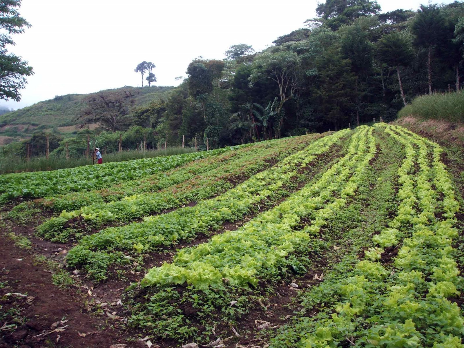 VITI DE VIAJE: XV. Finca Cafetalera "Santa Enriqueta"