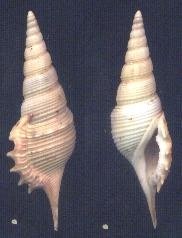 Iya mi Osun: ÒKÒTÓ