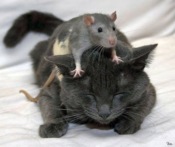 Animals Standing on Animals: Mouse on Cat