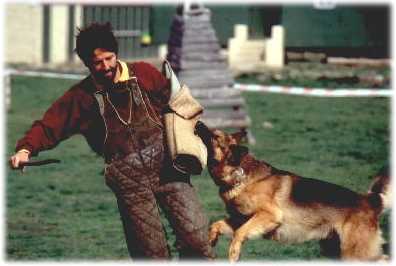 Karen Romero Hndz!!: perros peligrosos, perros de ataque....