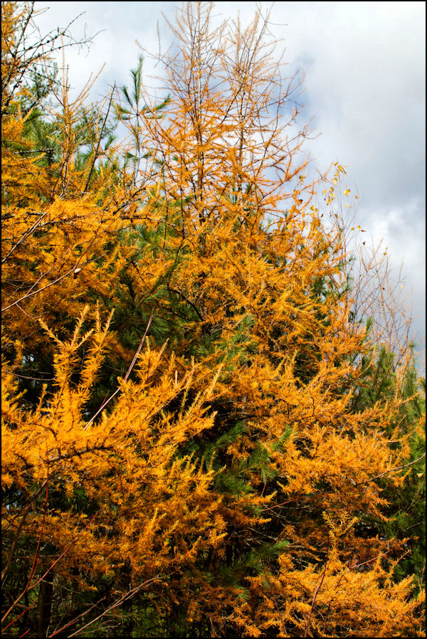 MyDay MyInterests Photoblog: Have You Ever Heard Of Tamarack Trees?
