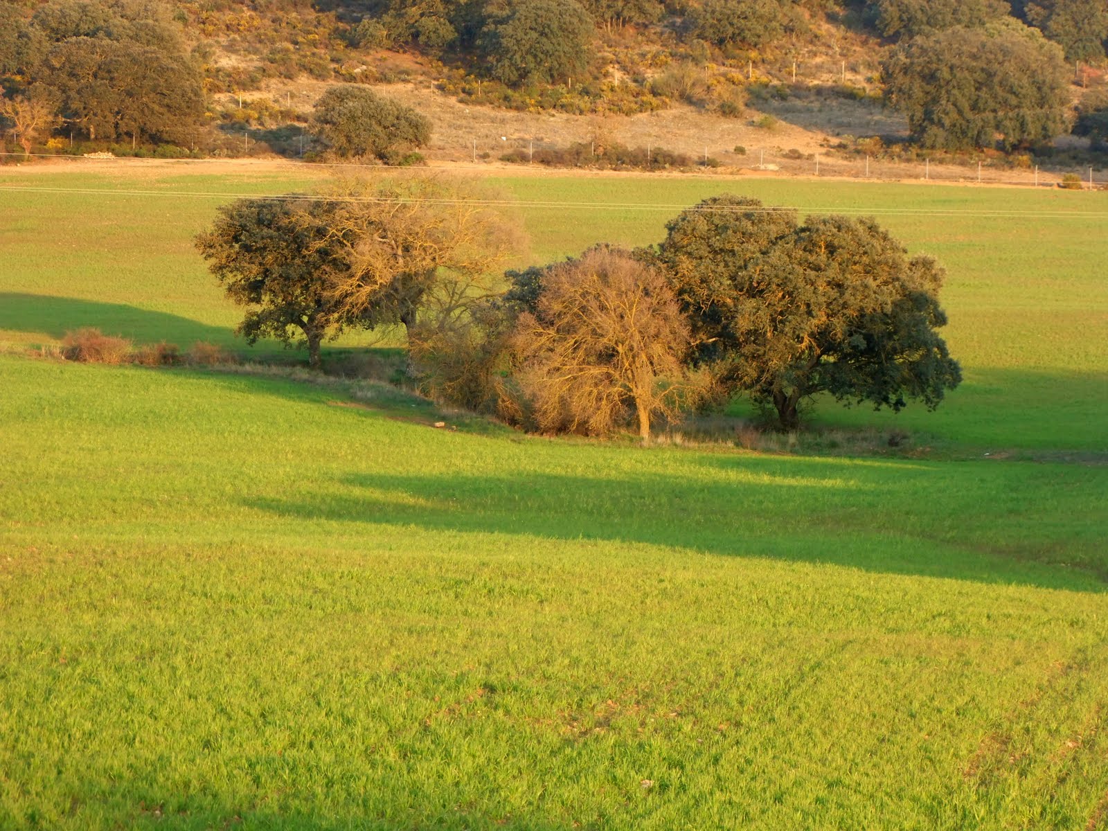 Restos delos antiguos encinares | Nueva fotografía para Inexpertos