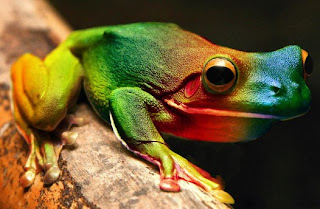 10 Most Unique Frog In the World | World Most Amazing Information