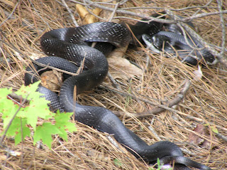 Whispering Pines: Black snakes mating...