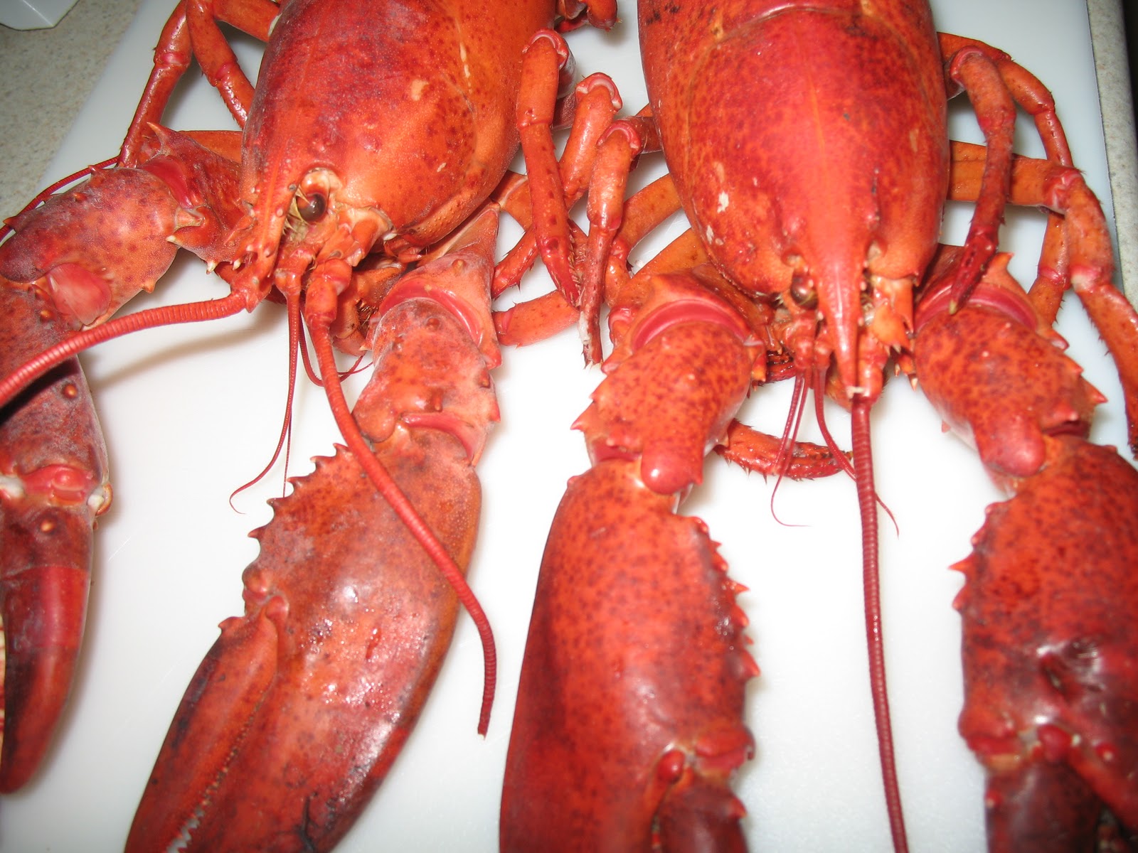 Yumma Yumma: Rock Lobstah! Rolls