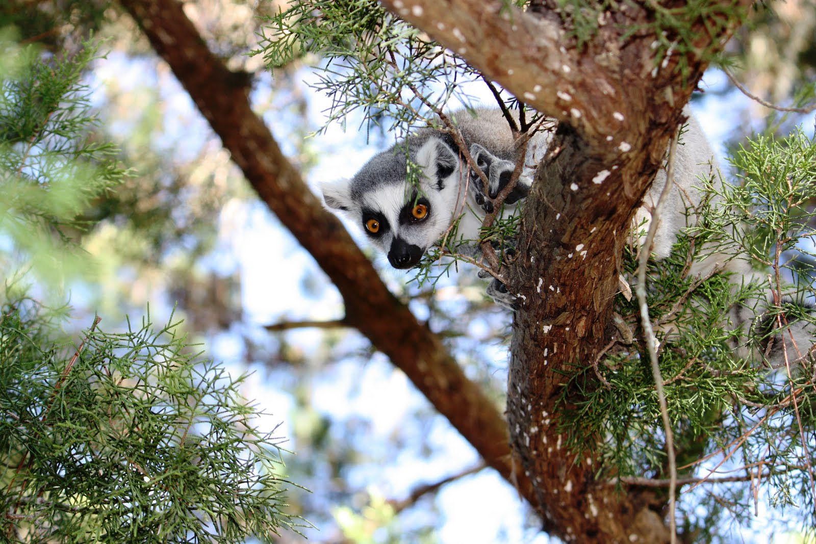 Adventures in Lemur-land