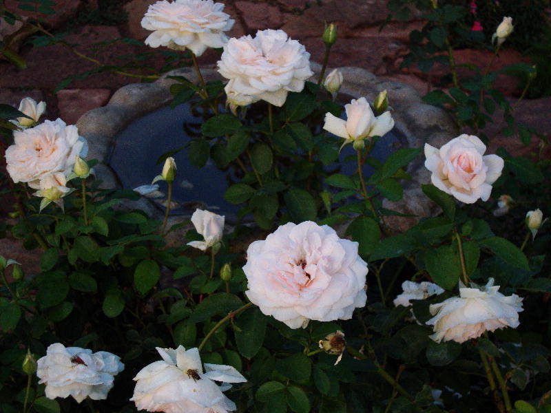 Roses, Color and Light: Prairie Star, a Star in My Garden