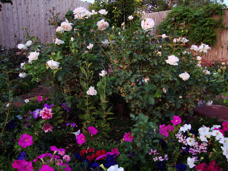 Roses, Color and Light: Prairie Star, a Star in My Garden