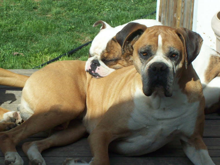 Durham's Boxers and English Bull dog puppies: Female Boxer Puppies