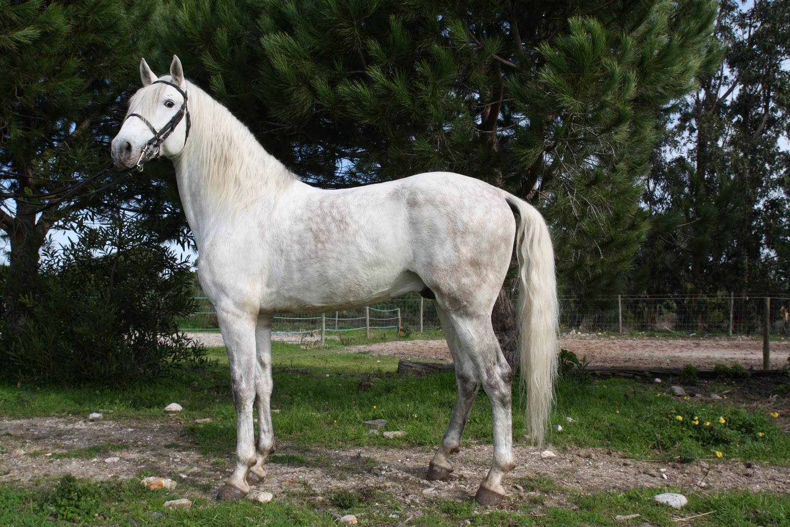 Talk:Lusitano - Wikipedia