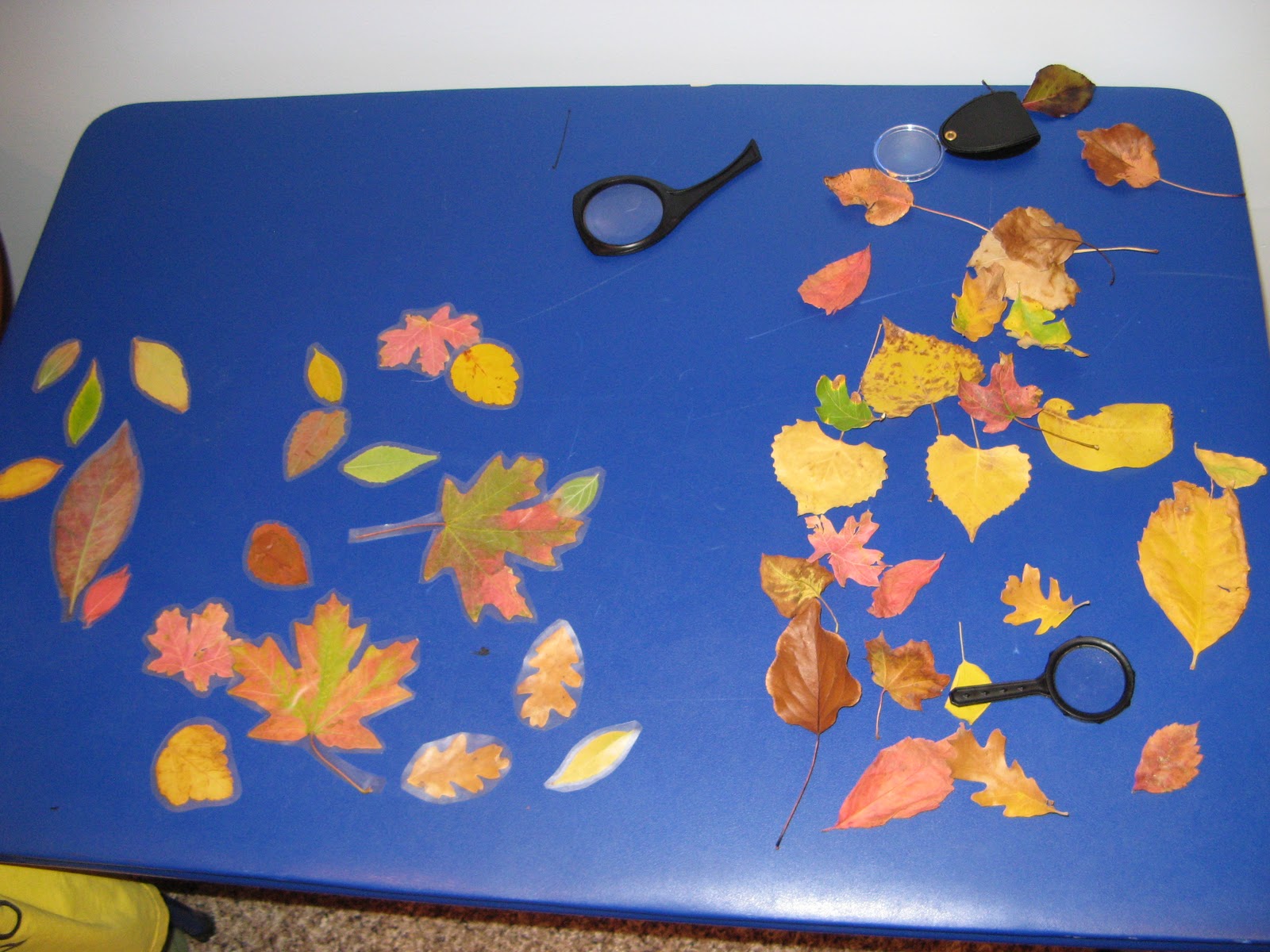 Blue Preschool: Fall Leaves Lesson
