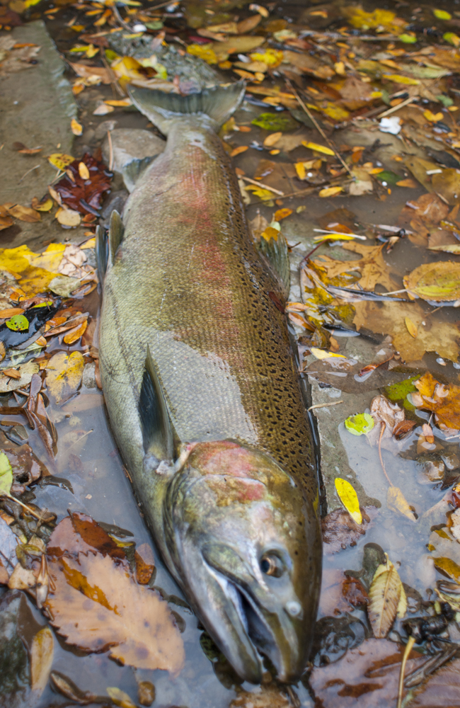 Great Lakes Angler: Milwaukee Brown Trout and Coho Salmon