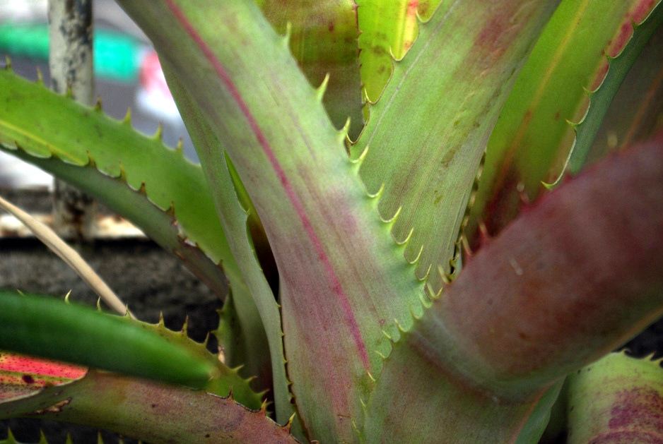 Johnson's bromeliads & falconry: Aechmea bracteata variegata
