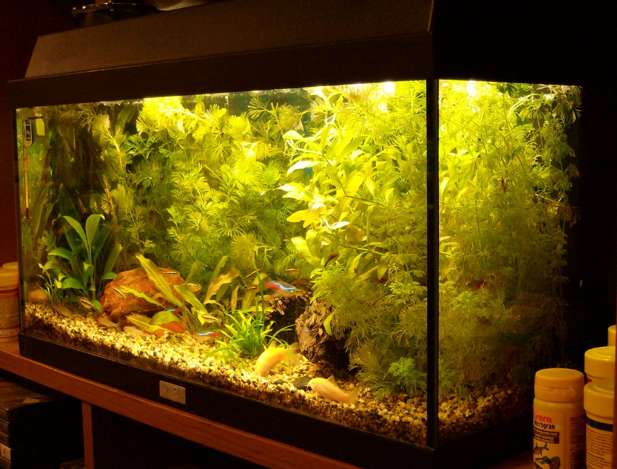 S.C.V. Aquascaping Ideas: Small Amazon Biotope - Juwel Record 60 - 54 Lt