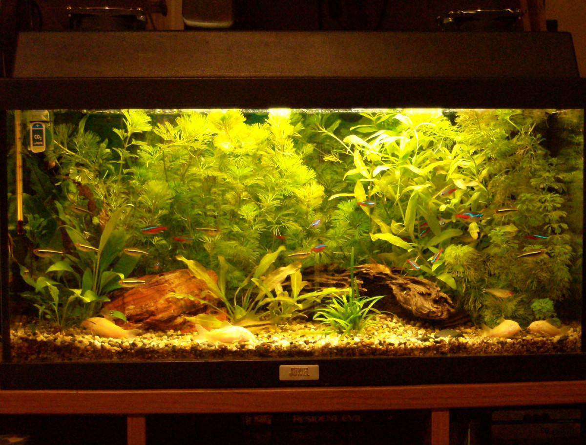 S.C.V. Aquascaping Ideas: Small Amazon Biotope - Juwel Record 60 - 54 Lt