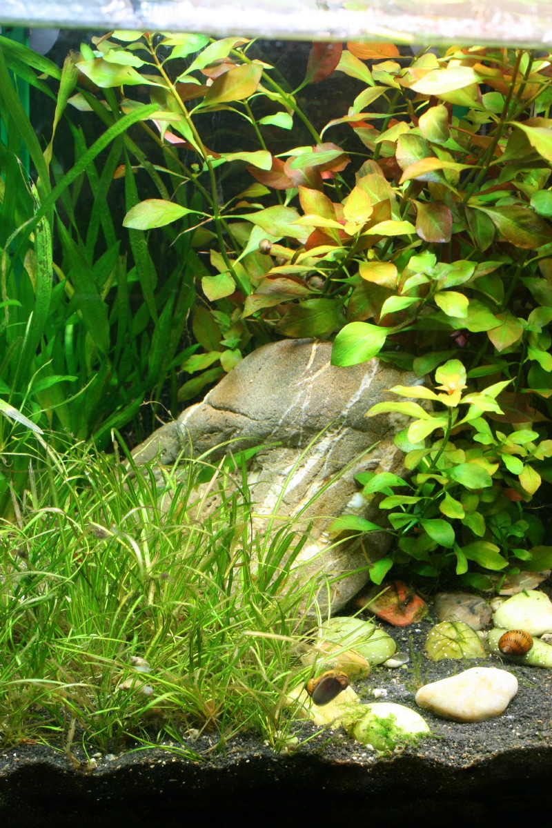 S.C.V. Aquascaping Ideas: Dennerle Nano Cube 30 Complete+ - Double Light