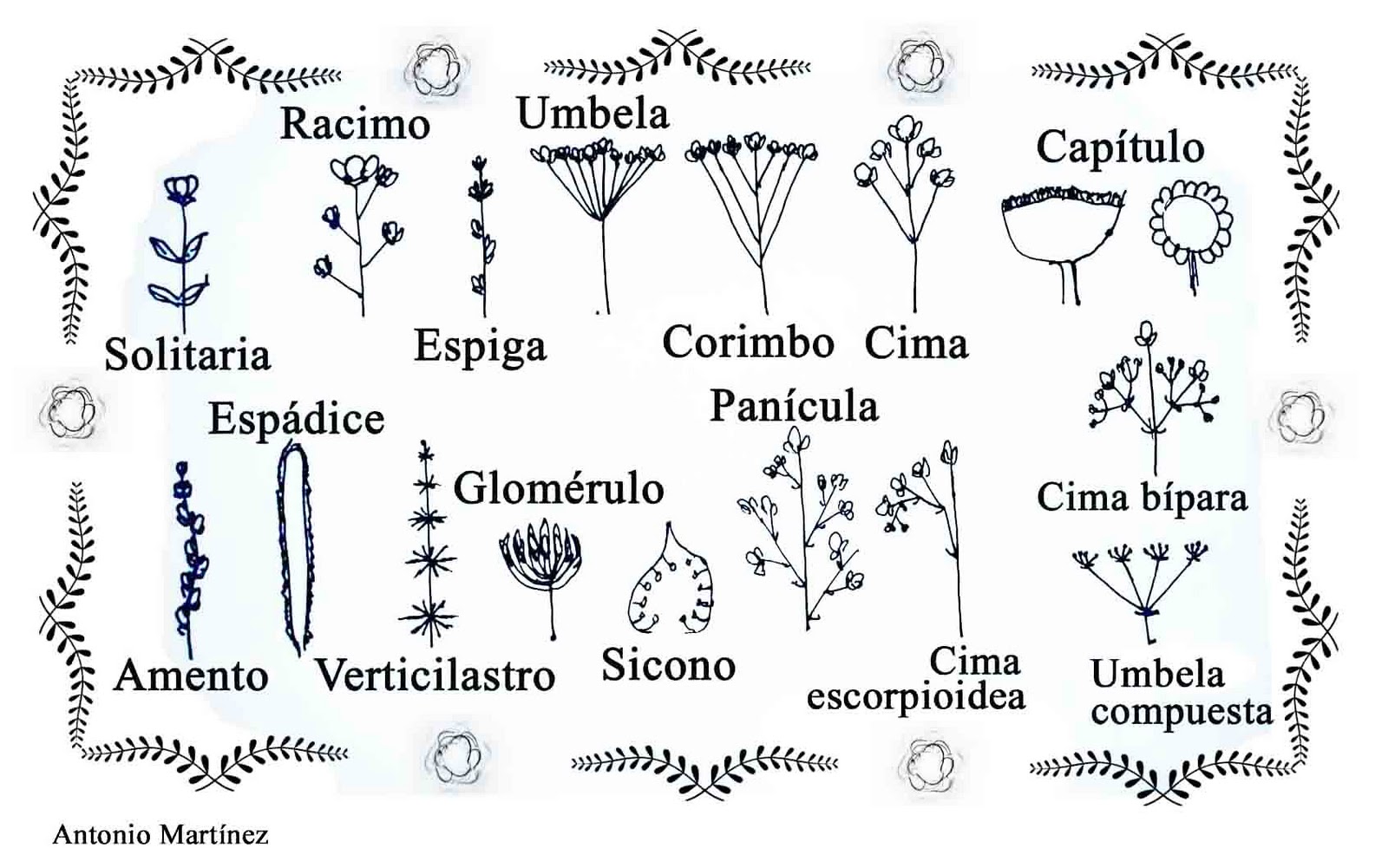 Una ventana a la naturaleza: 8. La flor. Función, morfología ...